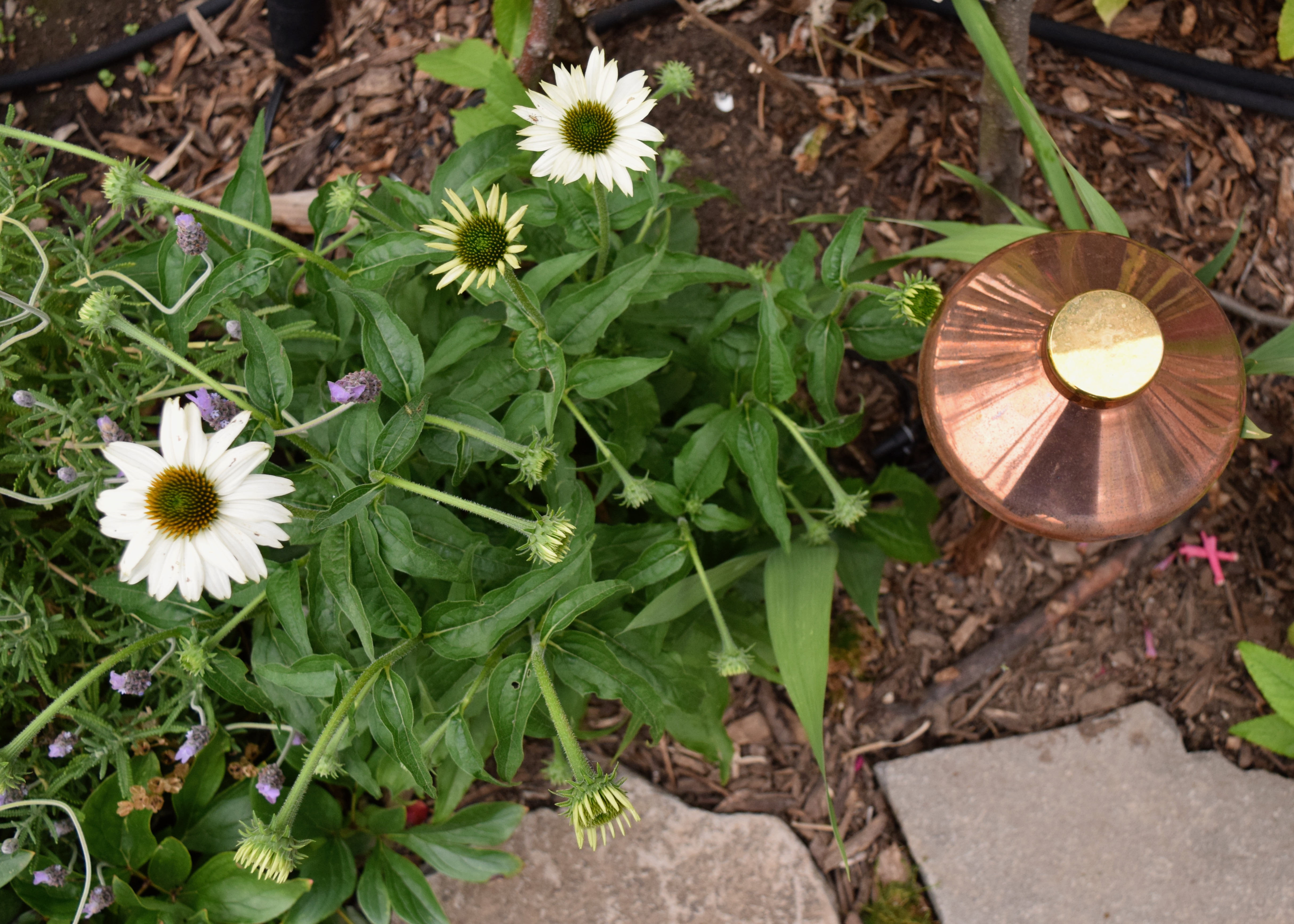 Adding Landscape Lighting (a.k.a Magic!) to the Cottage Garden with ...